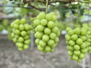 生産者インタビュー｜山梨の宝石 OGINO VINEYARDさん『シャインマスカット』💓